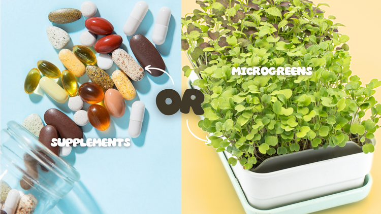 Grow microgreens at home with our soilless kits – micropod