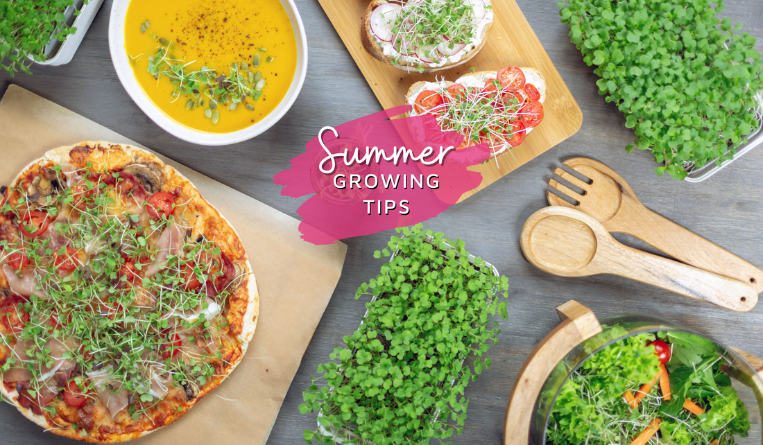 5 Tips for Growing Microgreens in Summer – micropod