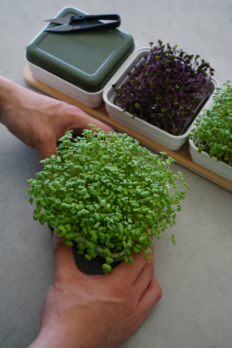 Grow microgreens at home with our soilless kits – micropod