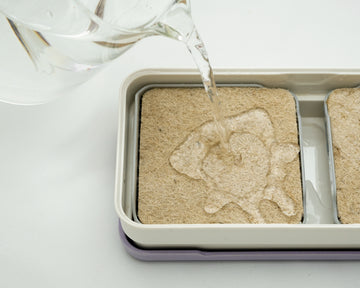 Grow microgreens at home with our soilless kits – micropod