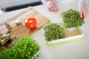 Grow microgreens at home with our soilless kits – micropod