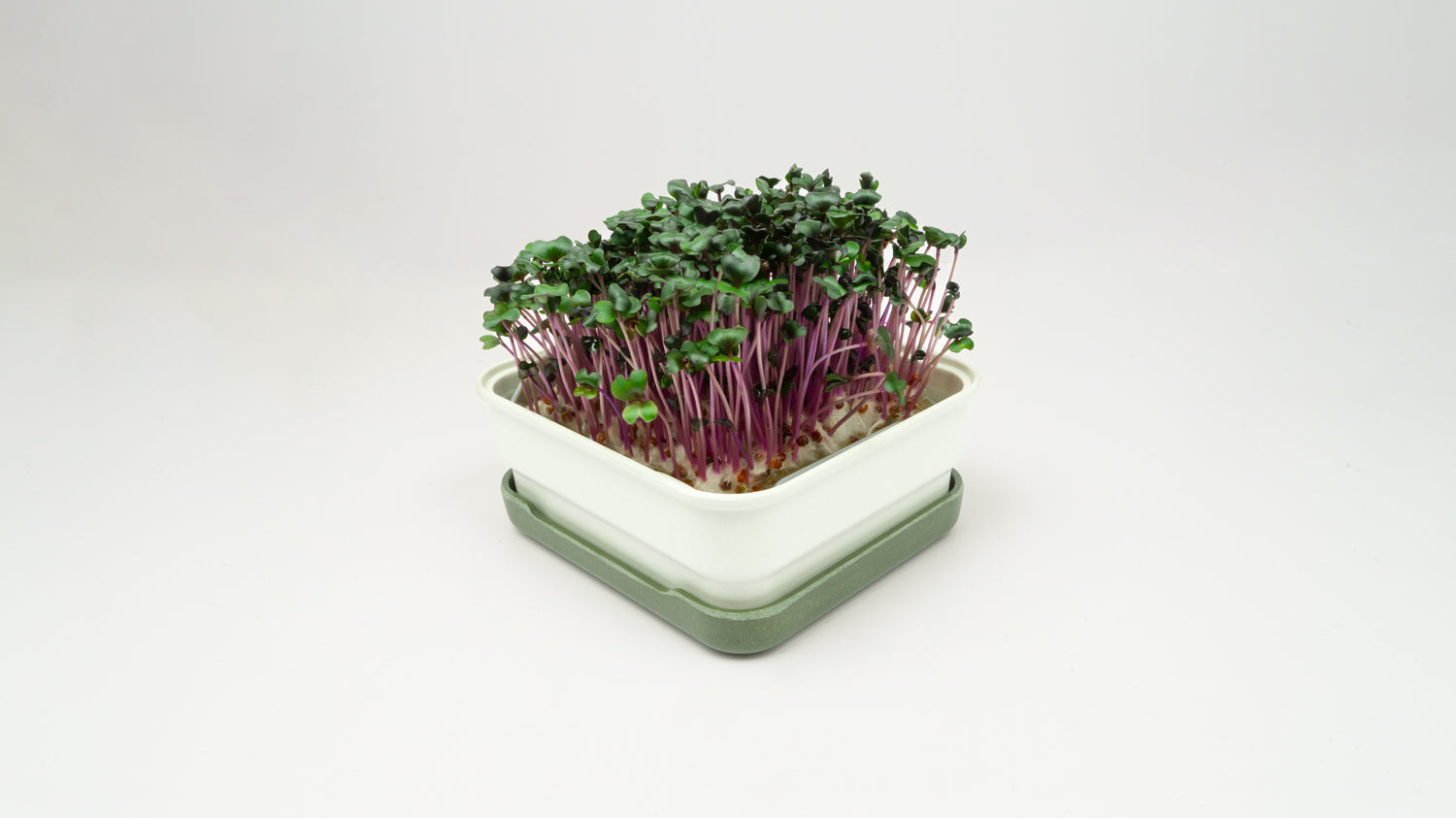 Grow microgreens at home with our soilless kits – micropod