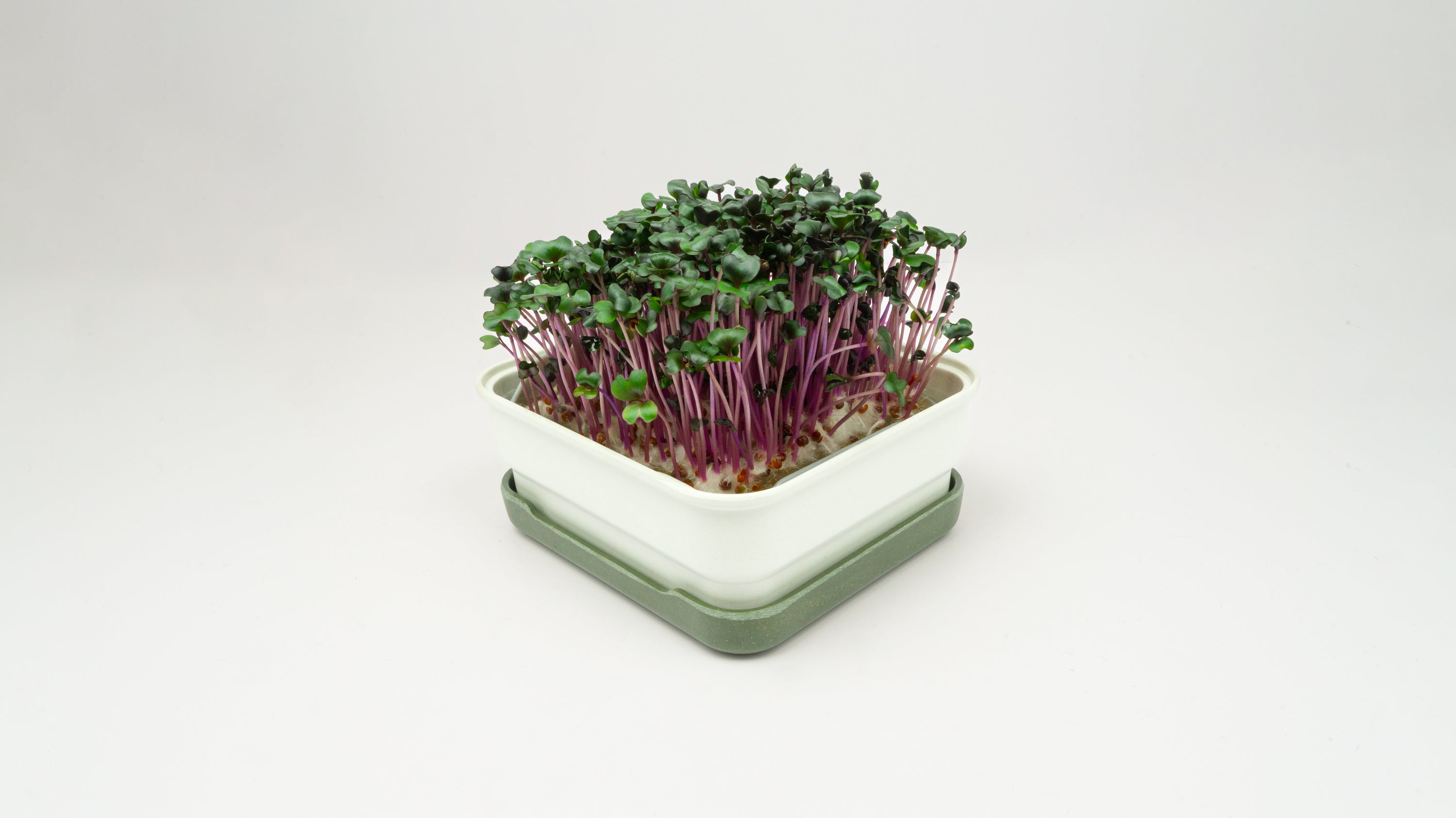 Grow microgreens at home with our soilless kits – micropod