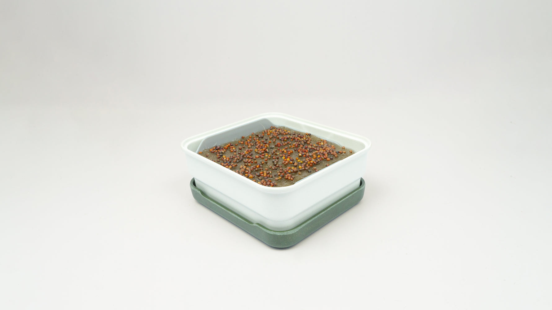 Grow microgreens at home with our soilless kits – micropod