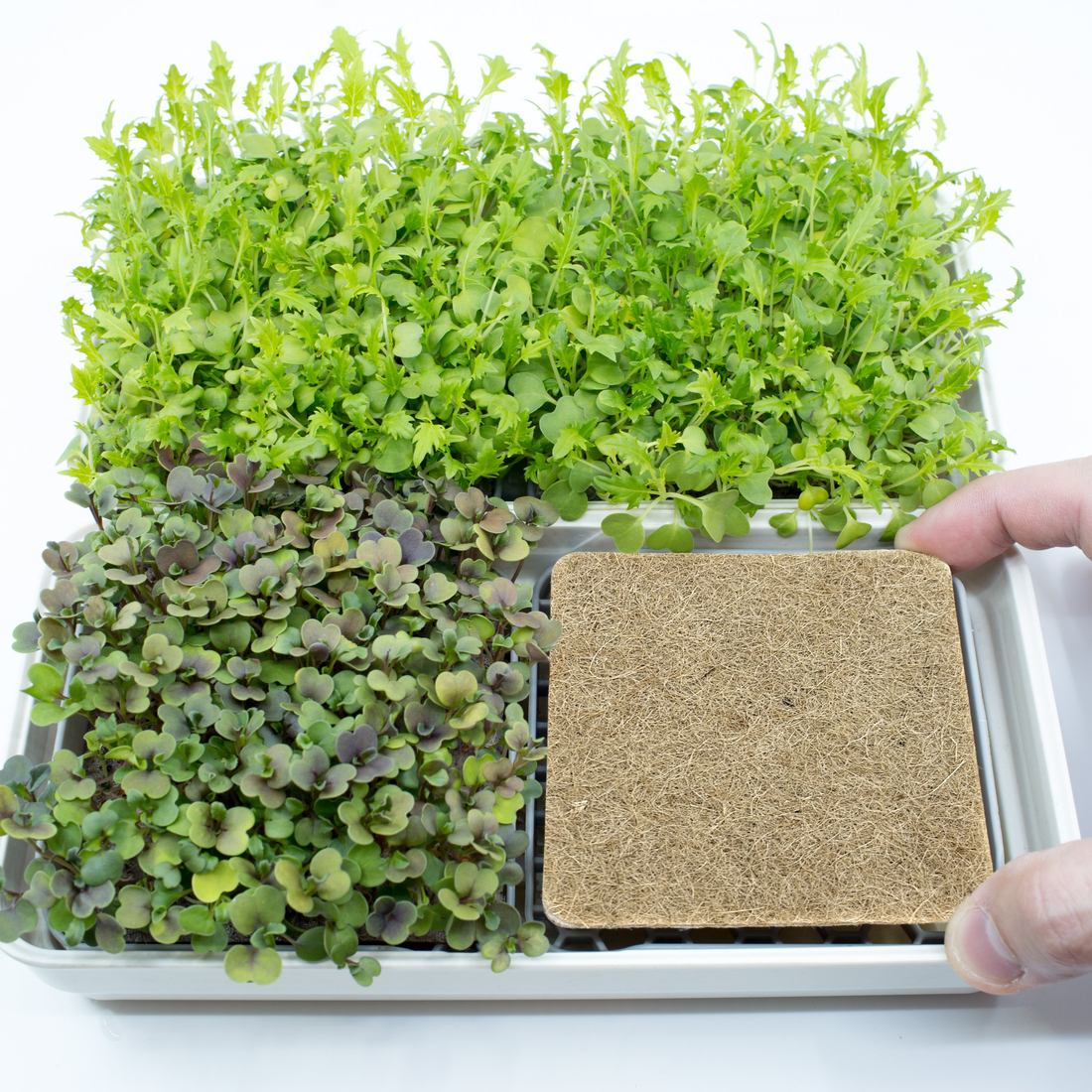 Grow microgreens at home with our soilless kits – micropod