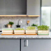 Grow microgreens at home with our soilless kits – micropod