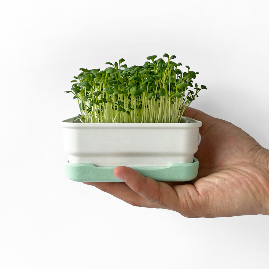 Grow microgreens at home with our soilless kits – micropod