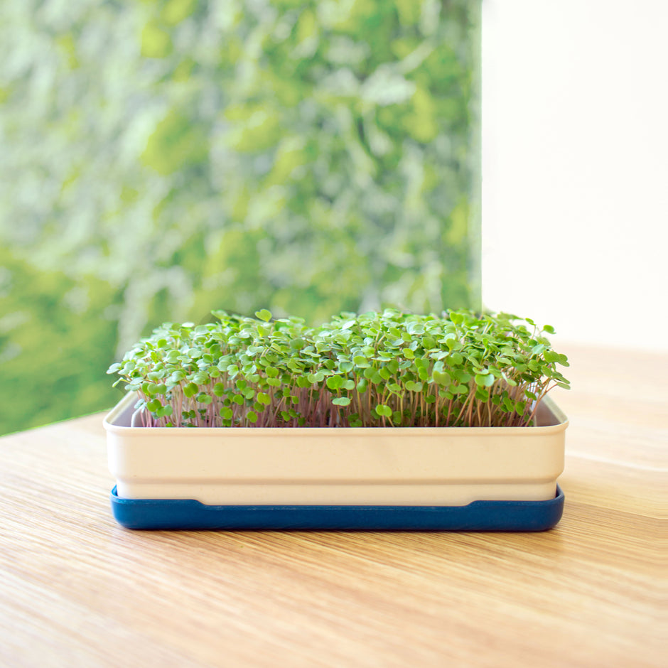 Grow microgreens at home with our soilless kits – micropod